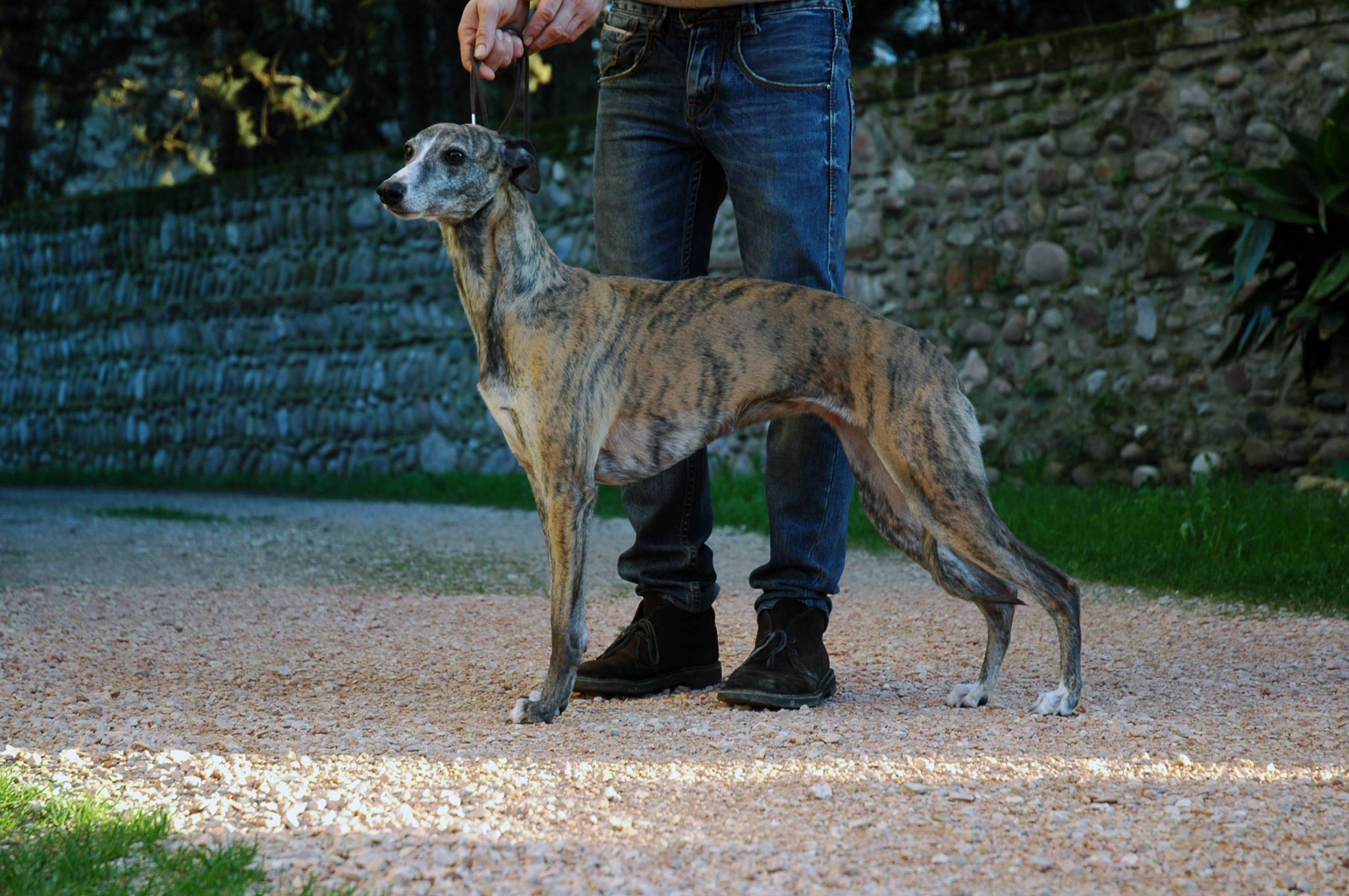 Allevamento Whippet