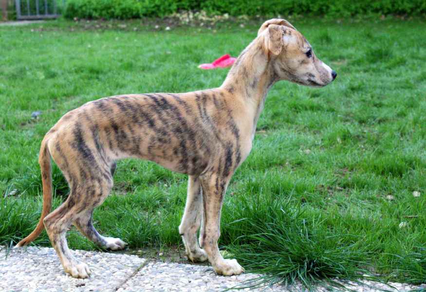 Whippet cuccioli