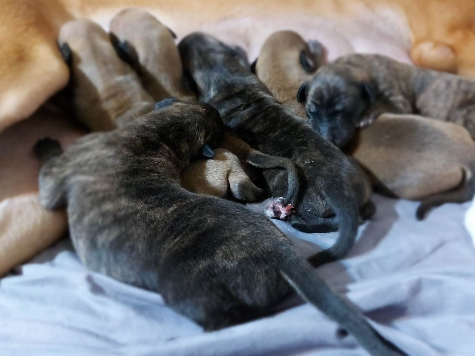 Kollaps allevamento levrieri greyhound e allevamento whippet