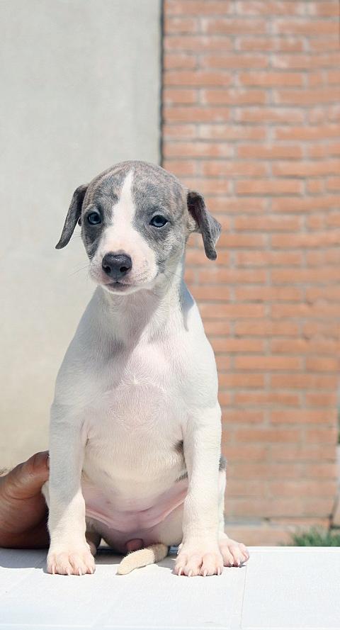 Cuccioli Di Whippet Labrador Guida Sul Cucciolo Di Whippet: