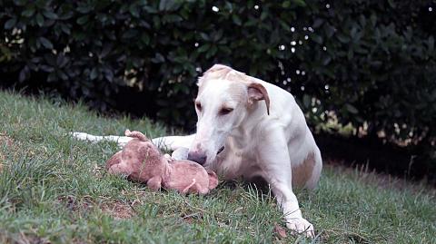 Cuccioli Di Whippet Labrador Guida Sul Cucciolo Di Whippet: